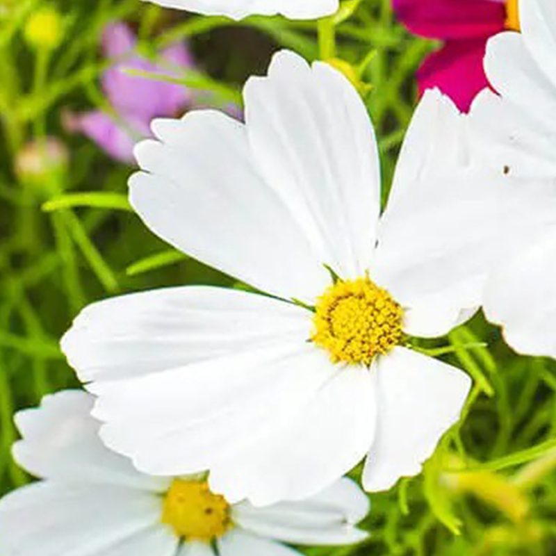 Sea Shells Mix Organic Cosmos Seeds – Seednesty