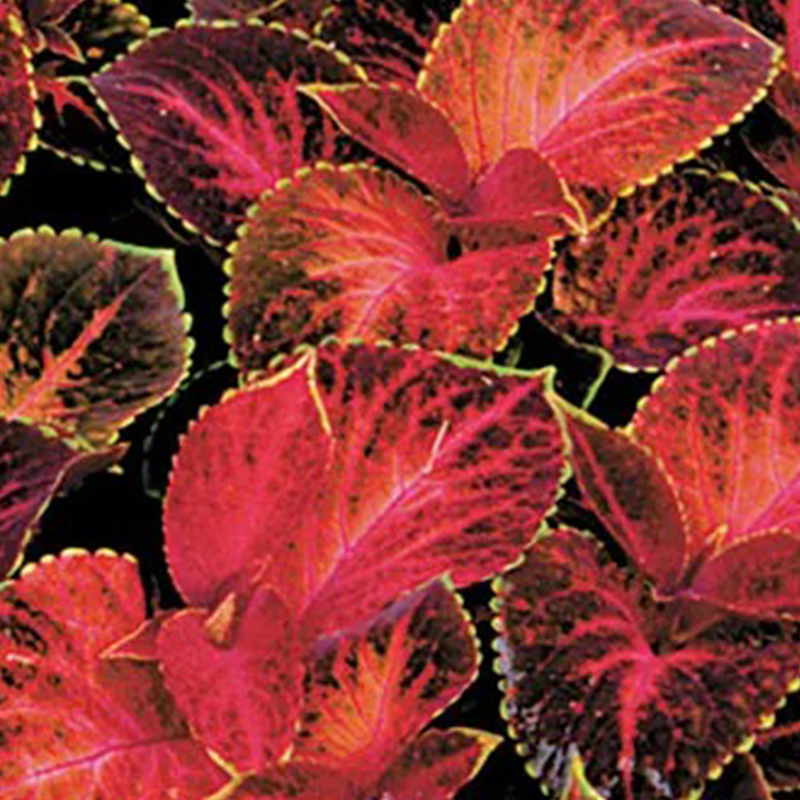 Wizard Velvet Red Coleus Seeds – Seednesty