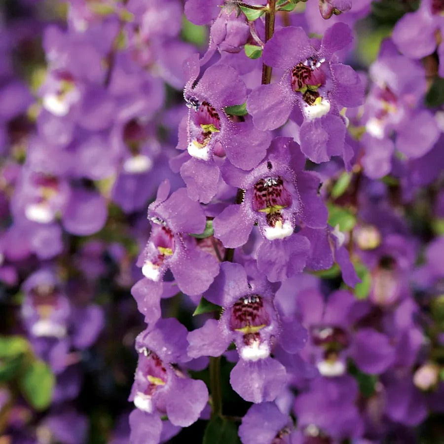 Serena Purple Angelonia Seeds – Seednesty
