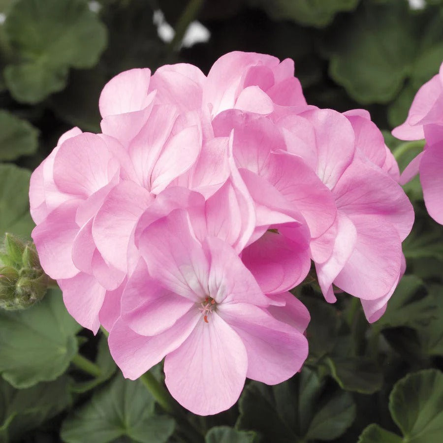 Pinto Premium Lavender Geranium Seeds – Seednesty