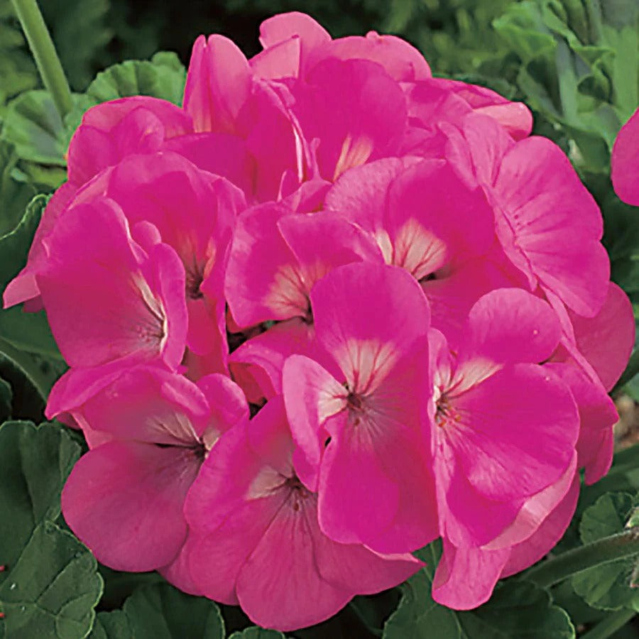 Maverick Pink Hybrid Geranium Seeds – Seednesty