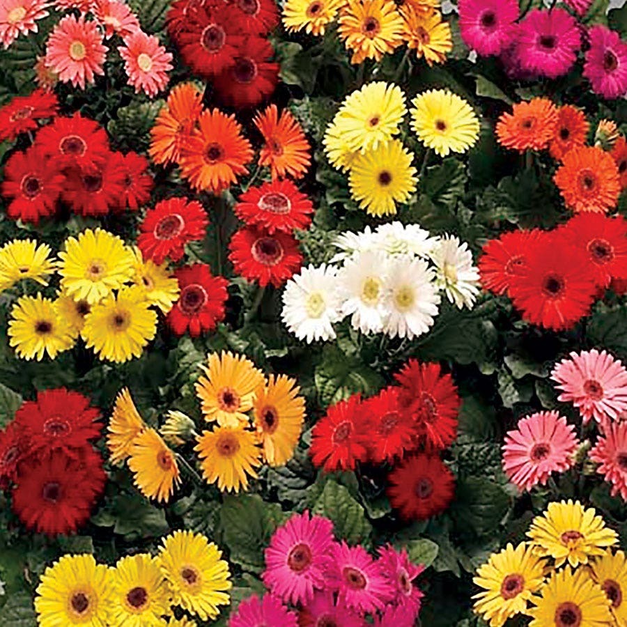 Royal Premium Mix Gerbera Daisy Seeds – Seednesty