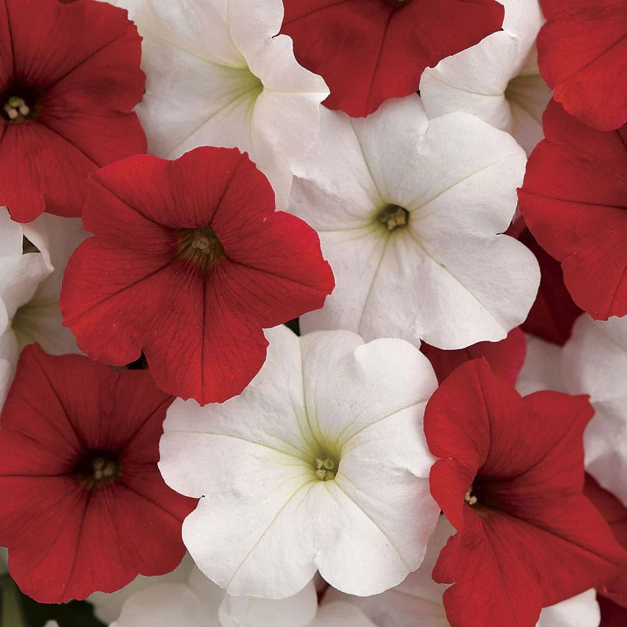 E3 Easy Wave Peppermint Mix Petunia Seeds – Seednesty
