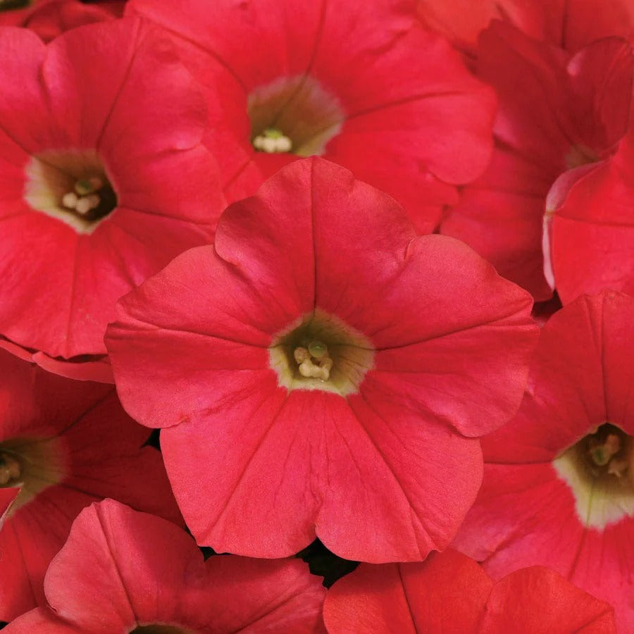 Shock Wave Coral Crush Petunia Seeds – Seednesty