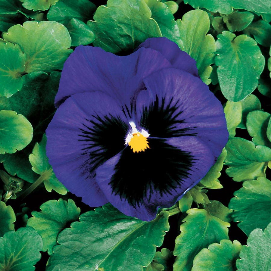 Colossus Deep Blue with Blotch Hybrid Pansy Seeds – Seednesty