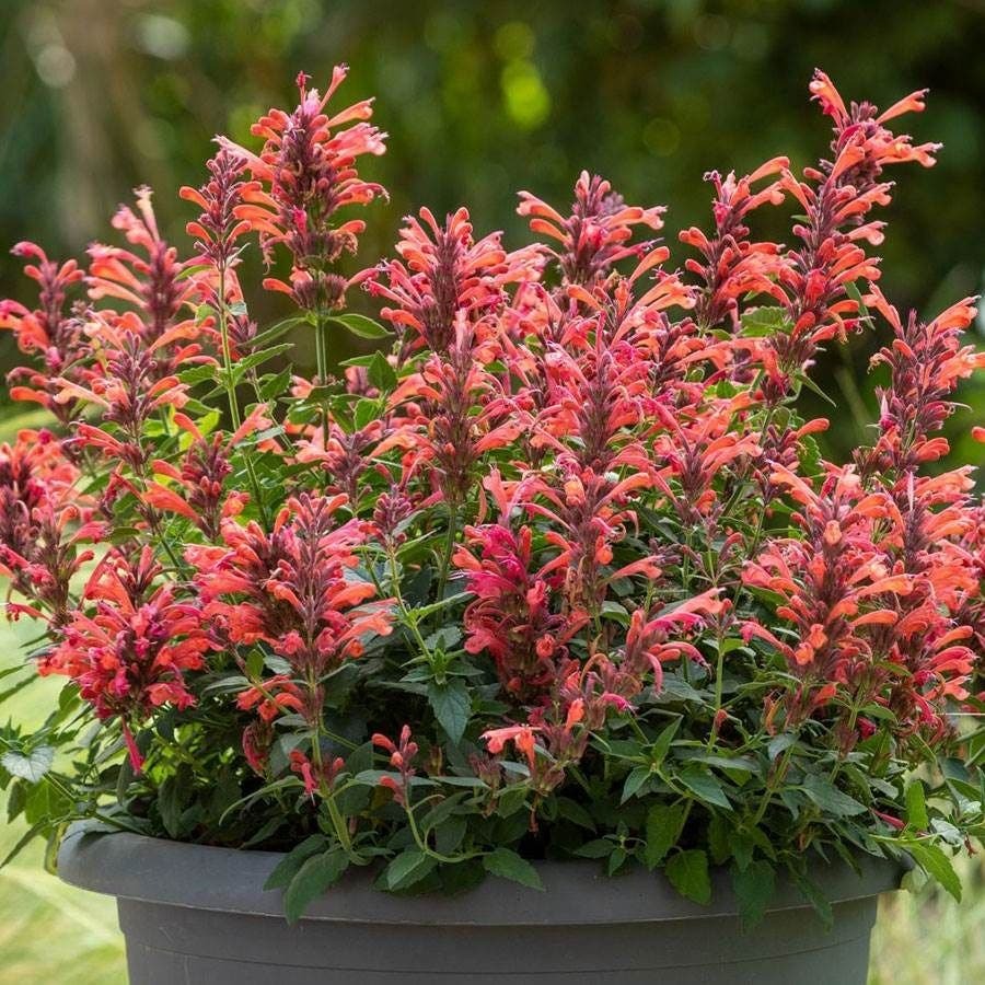 Agastache Sunrise Red Improved Hyssop Seeds – Seednesty