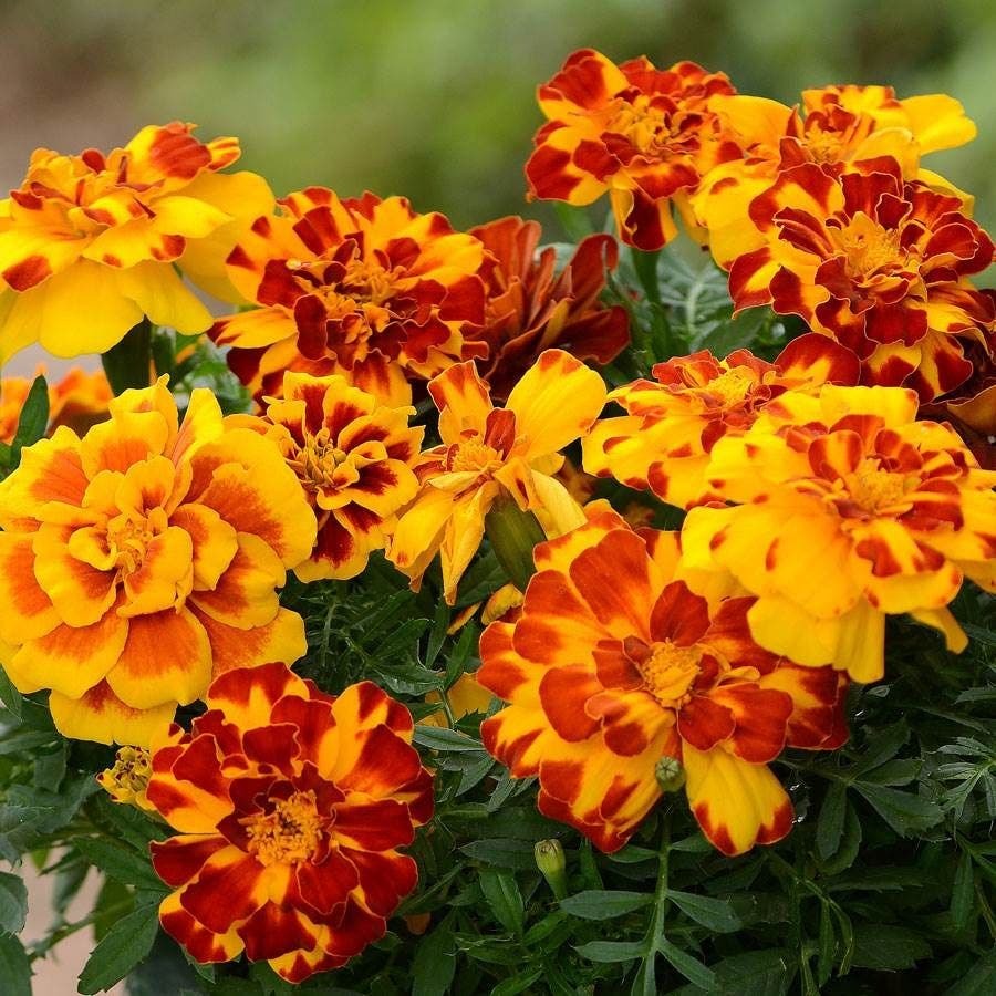Durango Mixture French Marigold Seeds – Seednesty